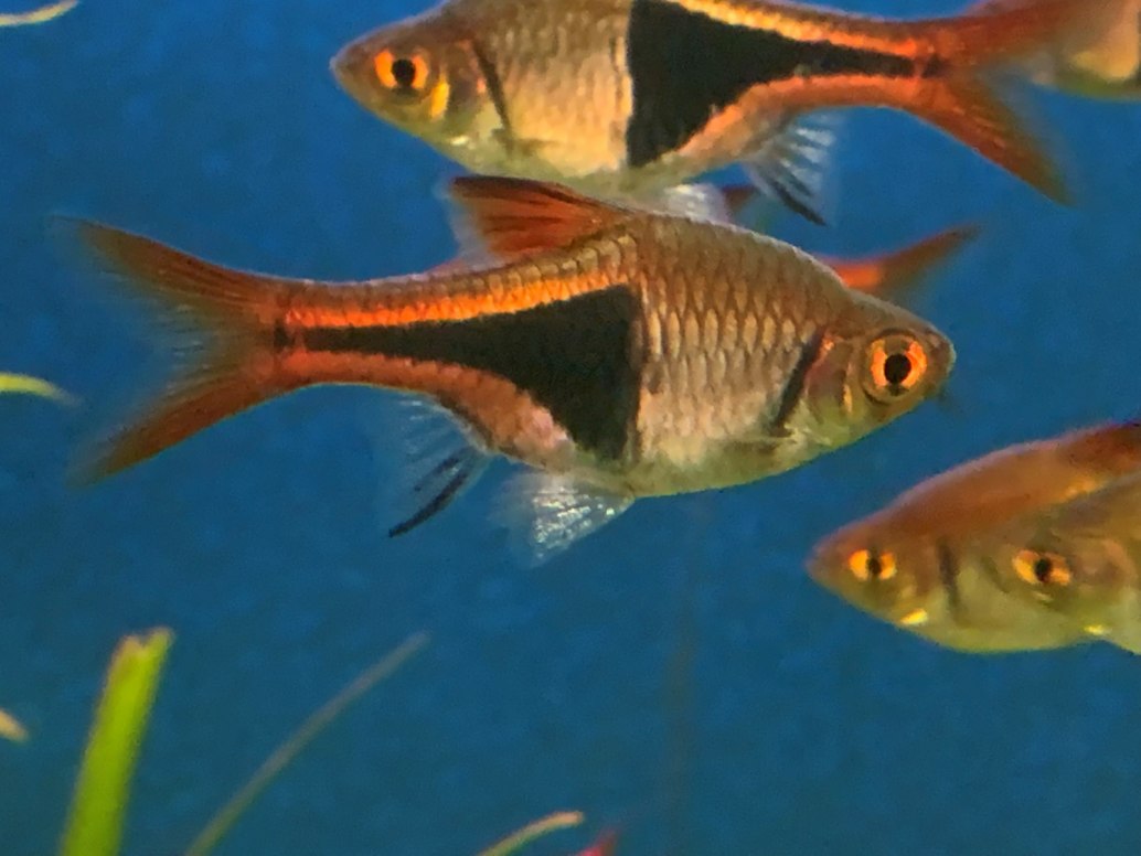 Harlequin Rasbora-Trigonostigma heteromorpha