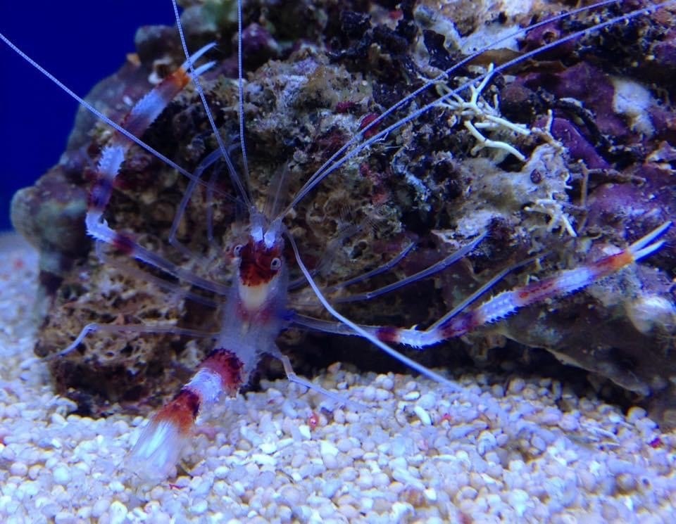 Boxing Shrimp-Stenopus hispidus