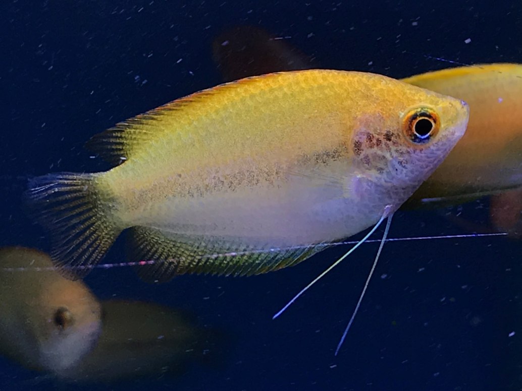 Honey Gourami-Trichogaster chuna