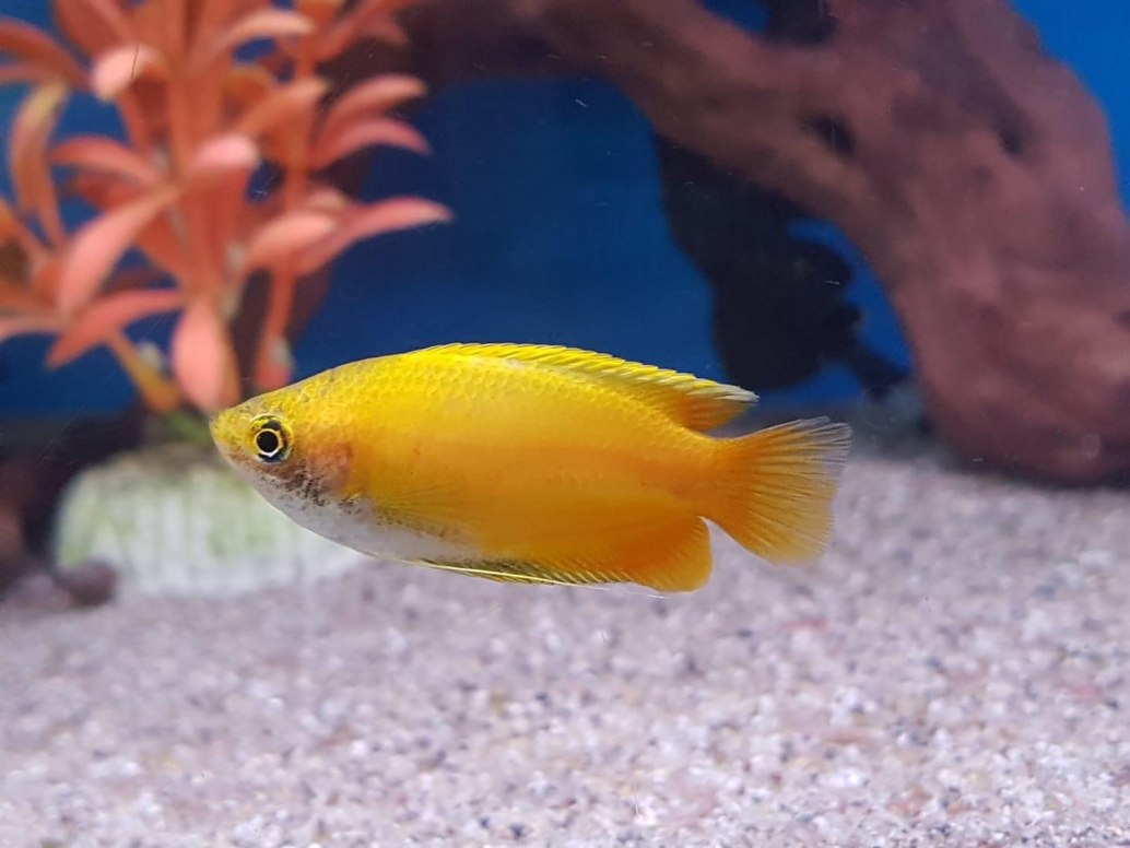 Honey Gourami-Trichogaster chuna
