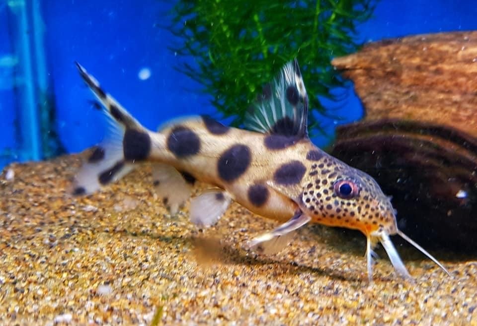 Hybrid Catfish-Synodontis x hybrid