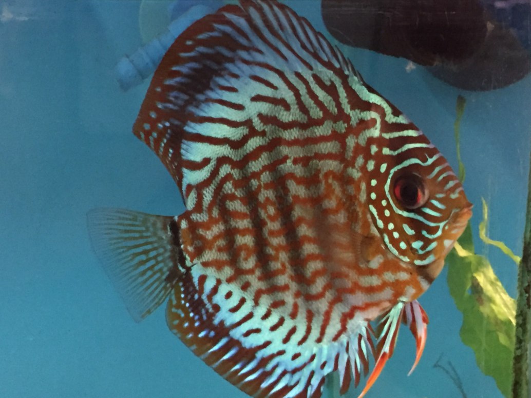 Discus-Symphysodon