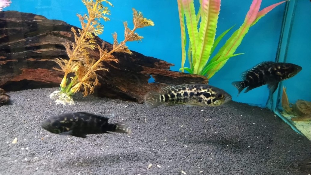 Jaguar Cichlid-Parachromis managuensis