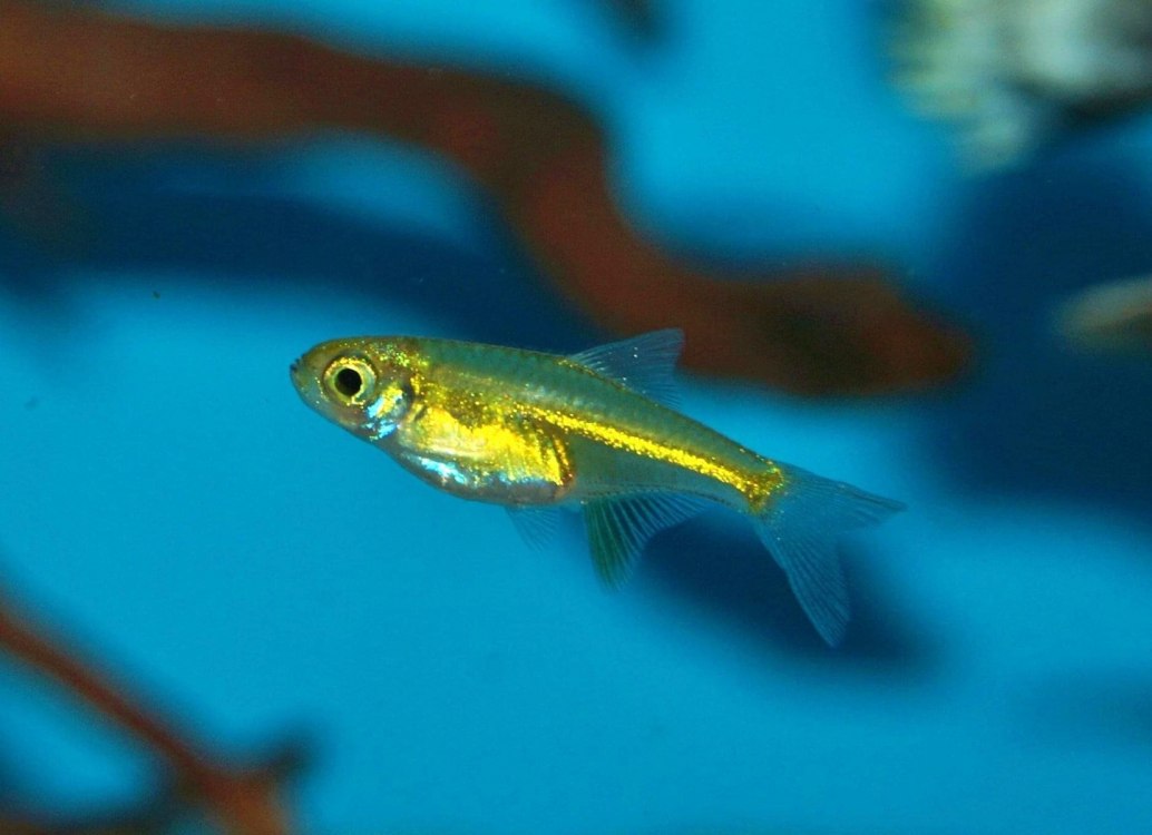 Neon Green Rasbora-Microdevario kubotai