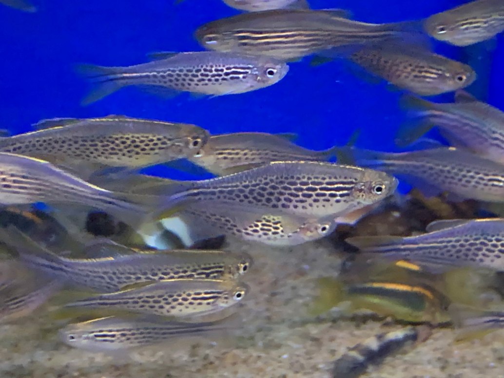 Orange-finned Danio-Danio kyathit