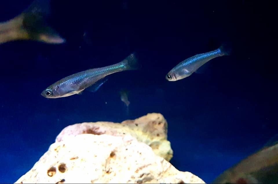Tanganyikan Killifish-Lamprichthys tanganicanus