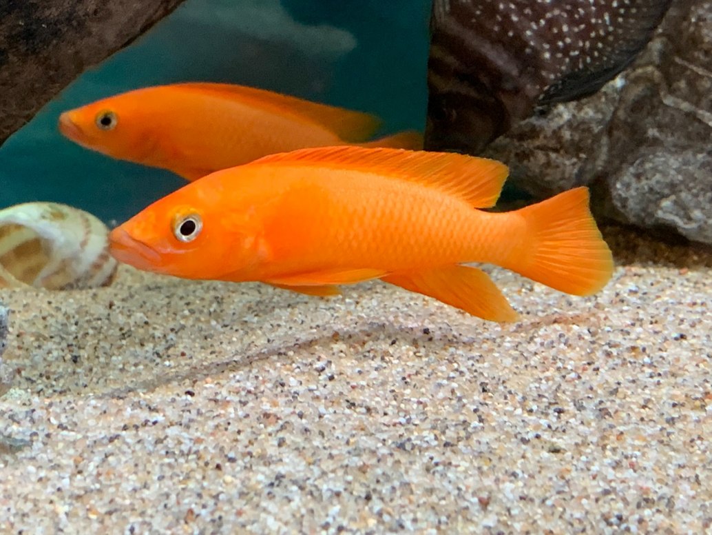 Lemon Cichlid-Neolamprologus leleupi