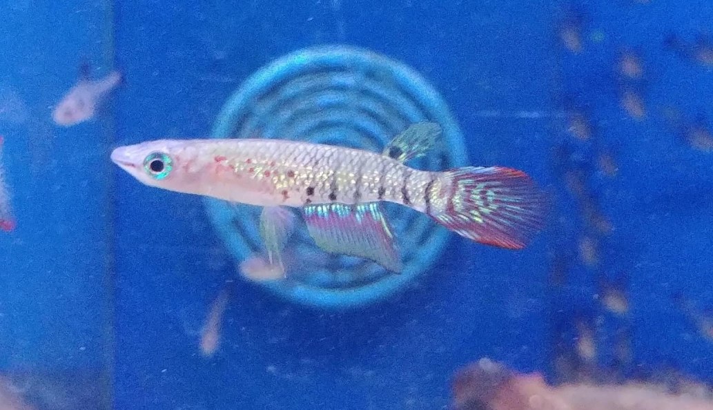 Striped Panchax-Aplocheilus lineatus