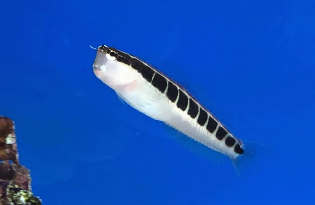 Dot Dash Blenny-Ecsenius lineatus