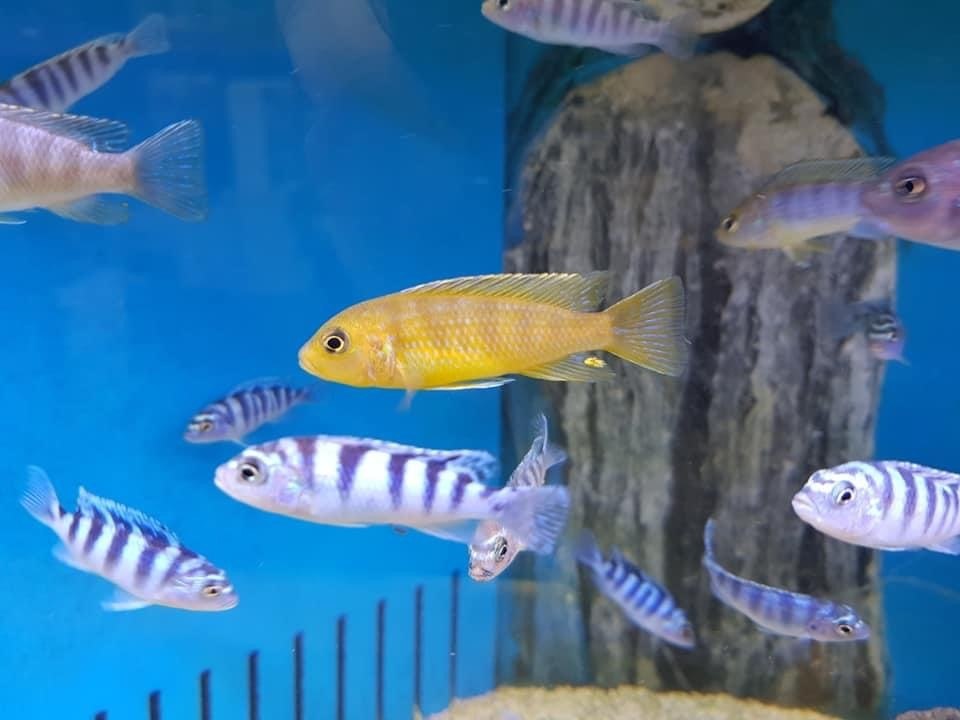 Kenyi-Maylandia lombardoi