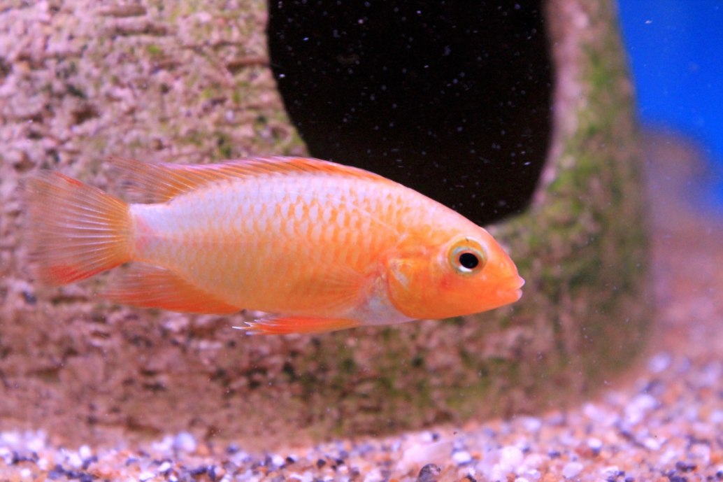 Macmaster's Apisto-Apistogramma macmasteri
