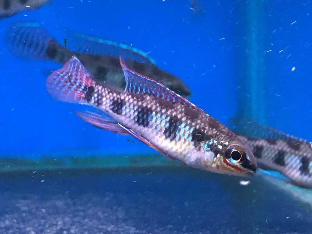 Spade-tailed Checkerboard Cichlid - Dicrossus maculatus