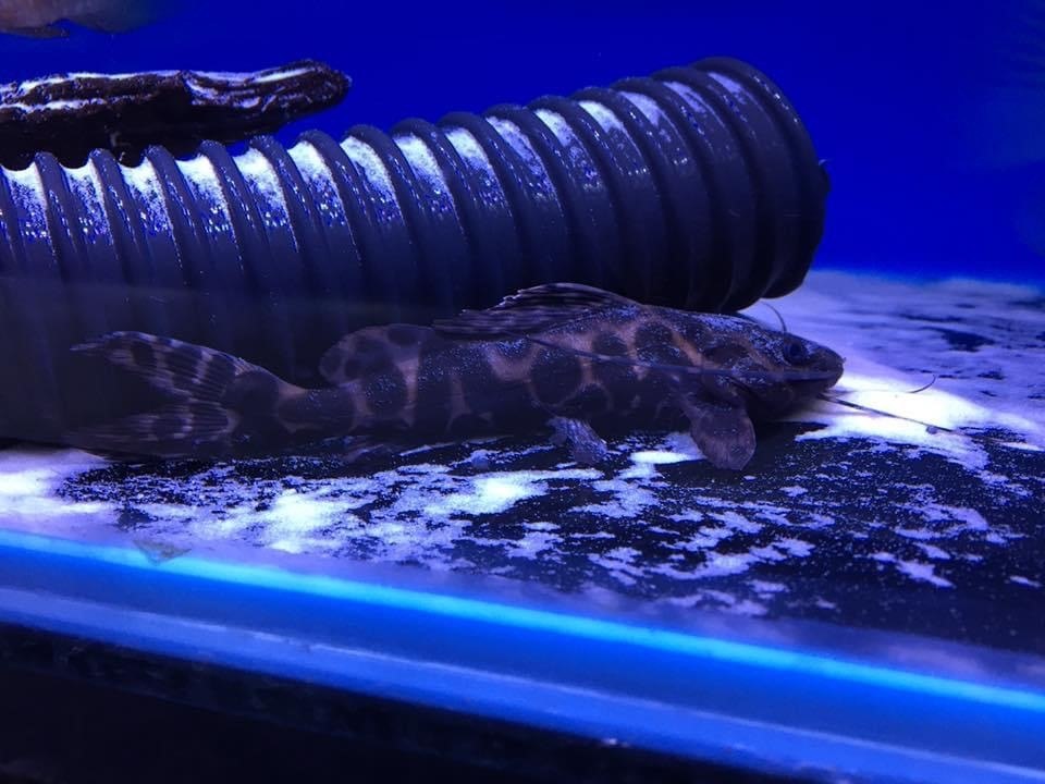 False Perruno Catfish-Leiarius marmoratus