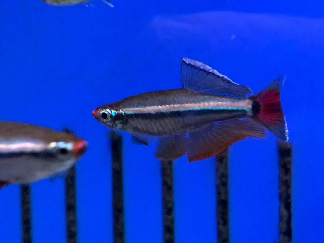 Vietnamese Cardinal Minnow-Tanichthys micagemmae