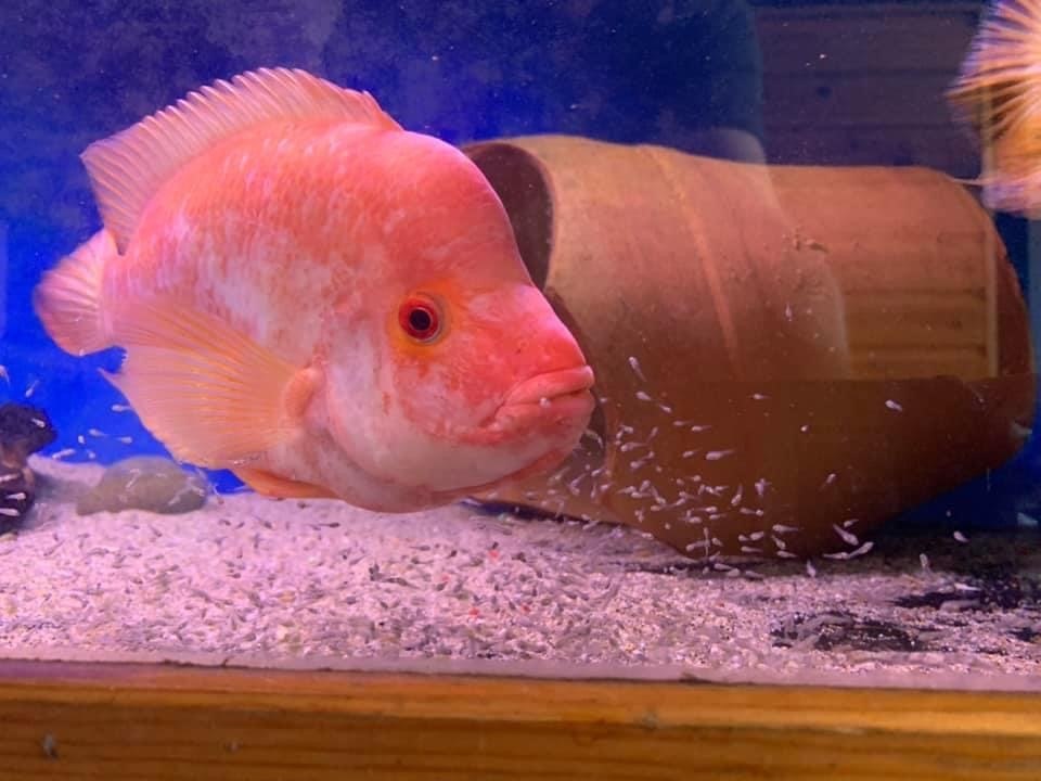 Midas Cichlid-Amphilophus citrinellus