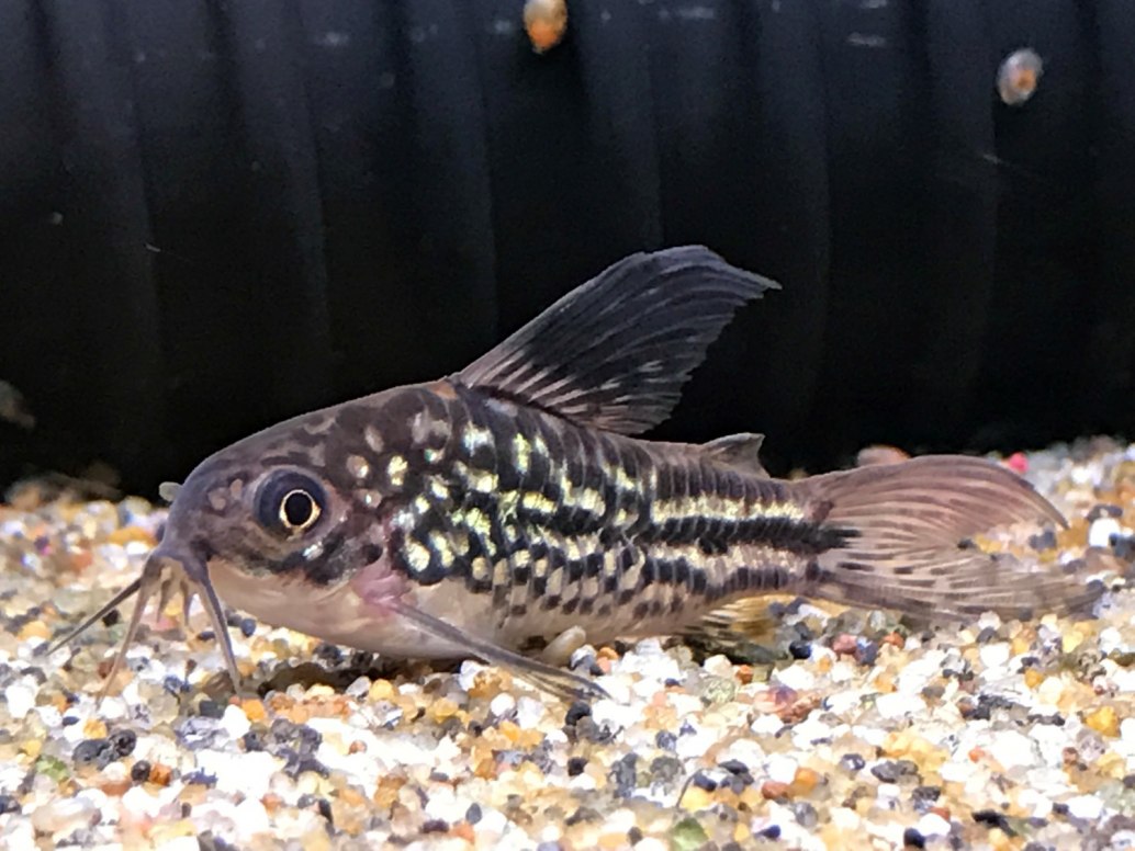 Napo Cory - Gastrodermus napoensis