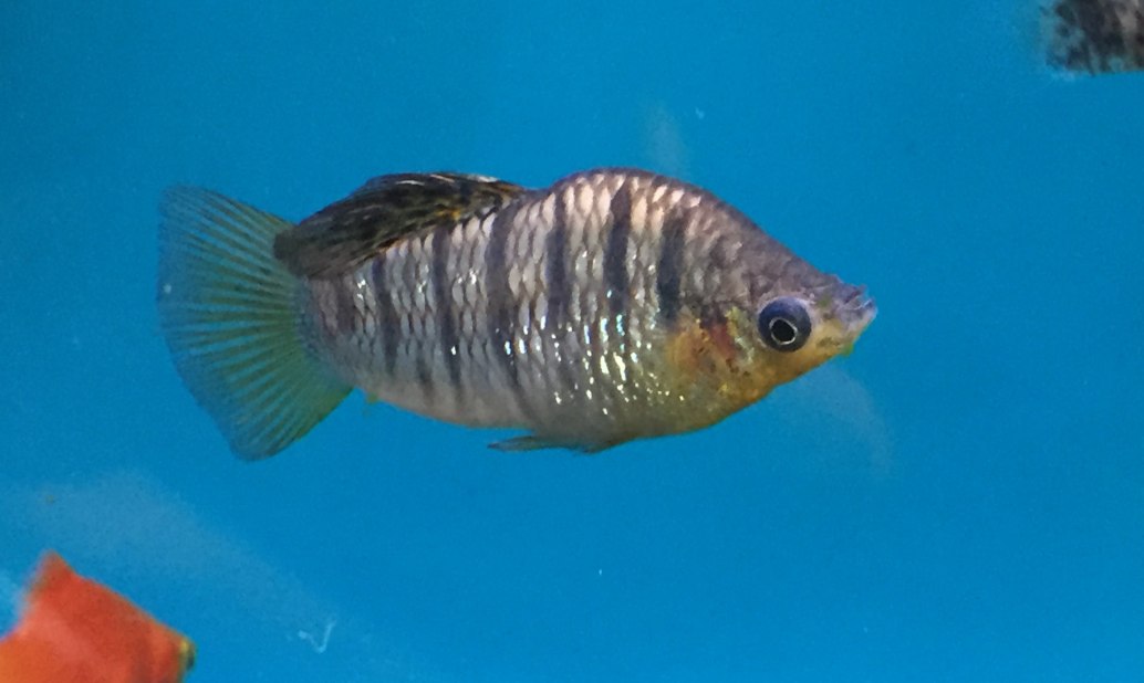 Humpbacked Limia-Limia nigrofasciata