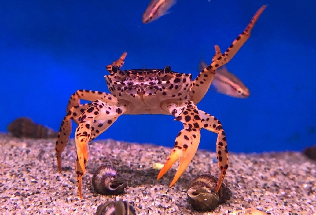 Panther crab - Parathelphusa pantherina
