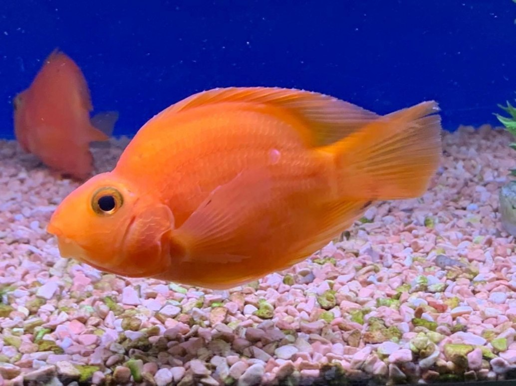 Red Parrot Cichlid