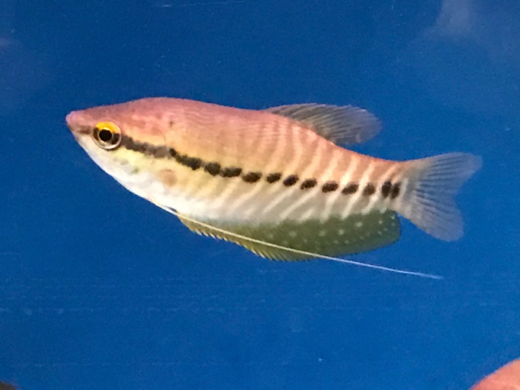 Snakeskin Gourami-Trichopodus pectoralis