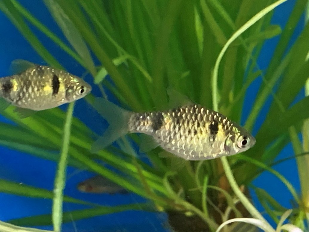 Dwarf Barb-Pethia phutunio