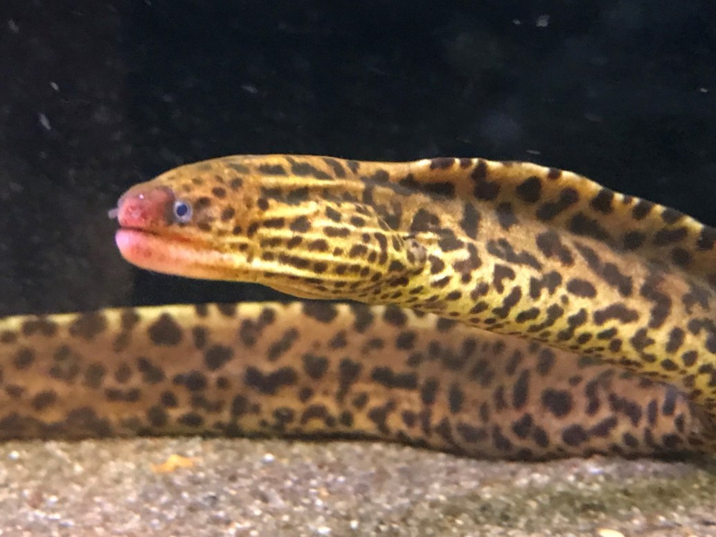 Freshwater Moray Eel - Gymnothorax polyuranodon