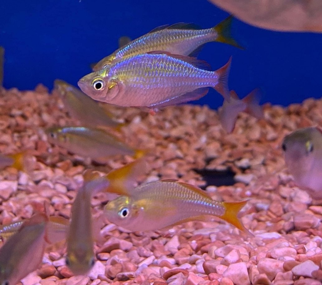 Dwarf Neon Rainbowfish-Melanotaenia praecox