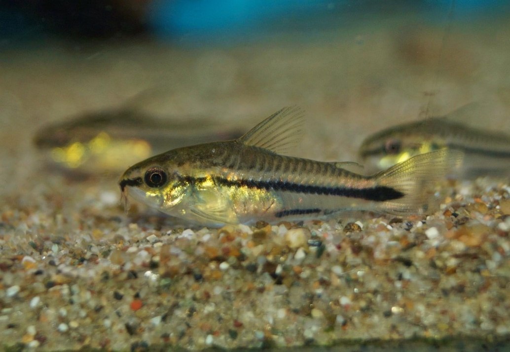 Pygmy Cory-Gastrodermus pygmaeus