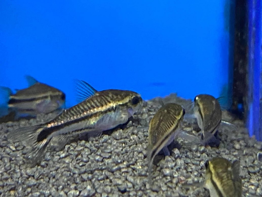 Pygmy Cory-Gastrodermus pygmaeus