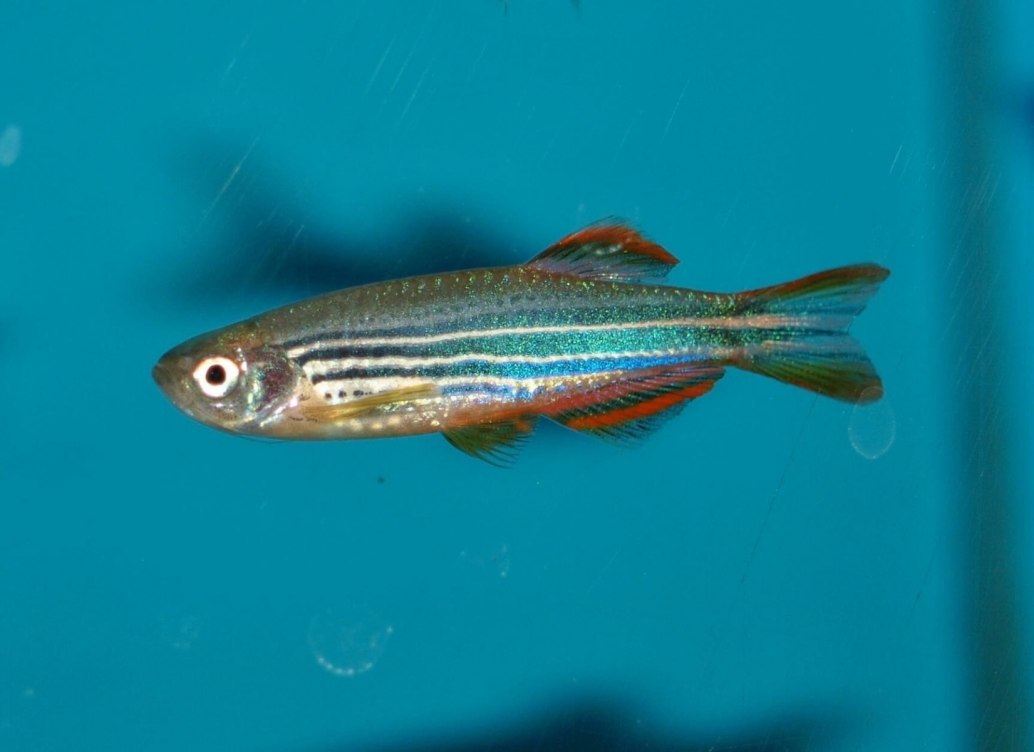 Striped orange-finned danio - Danio quagga