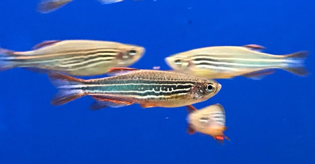 Striped orange-finned danio - Danio quagga