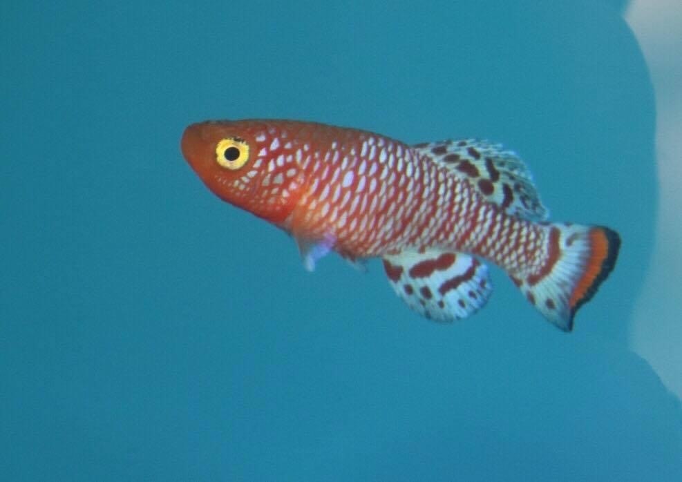 Bluefin Notho-Nothobranchius rachovii