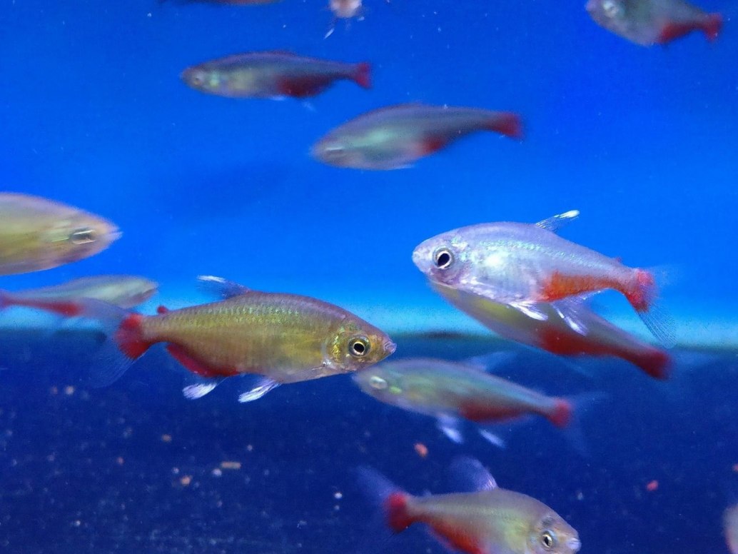 Rathbun"™s Bloodfin Tetra-Aphyocharax rathbuni