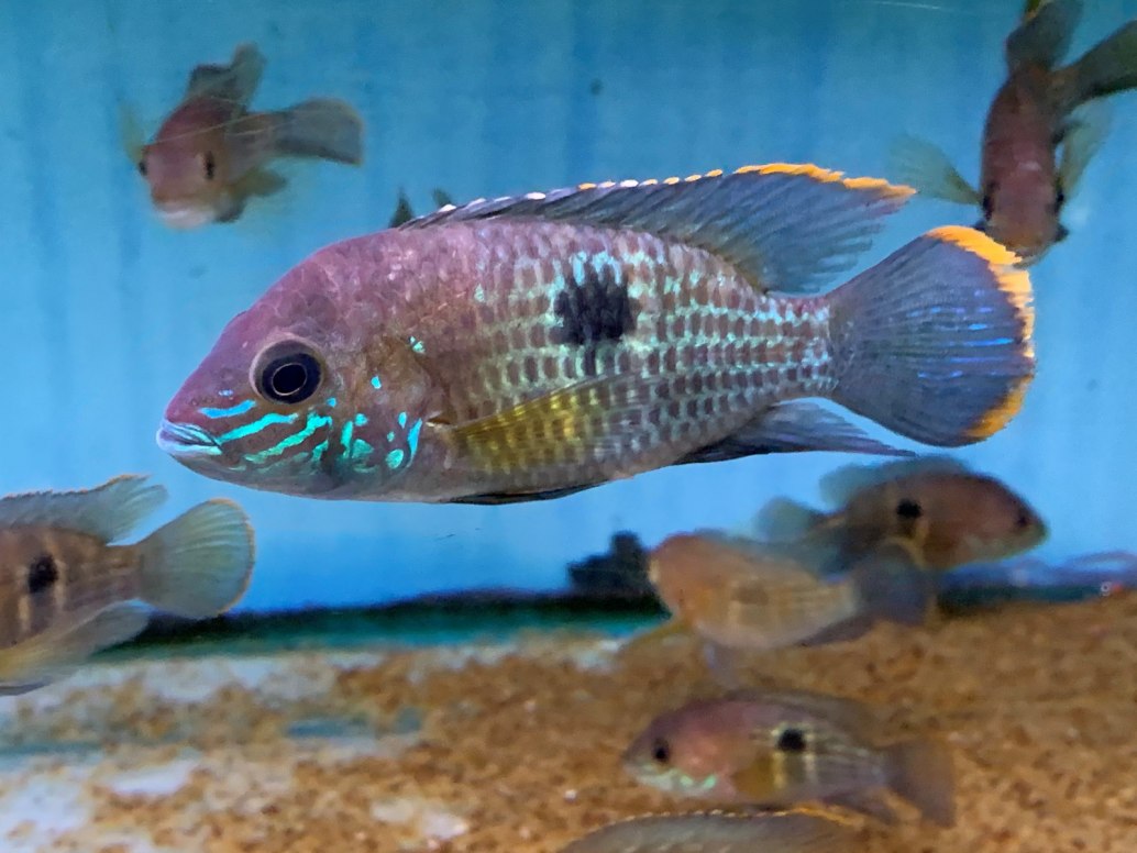 Green Terror-Andinoacara rivulatus