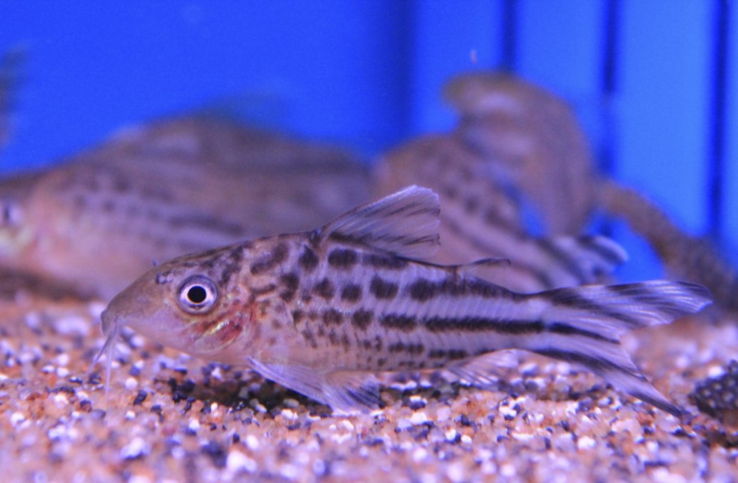 Flagtail Cory-Brochis robineae