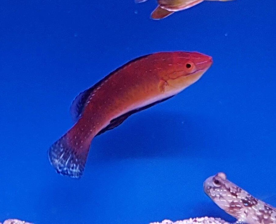 Redfin Fairy Wrasse-Cirrhilabrus rubripinnis