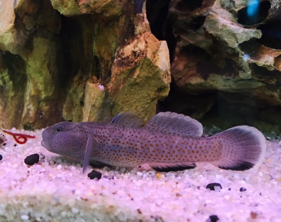 Red-spotted River Goby - Rhinogobius rubromaculatus