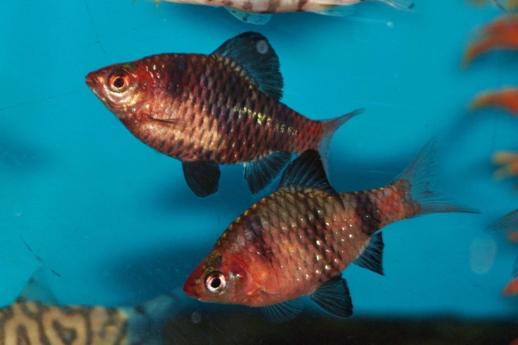 Black Ruby Barb-Pethia nigrofasciata