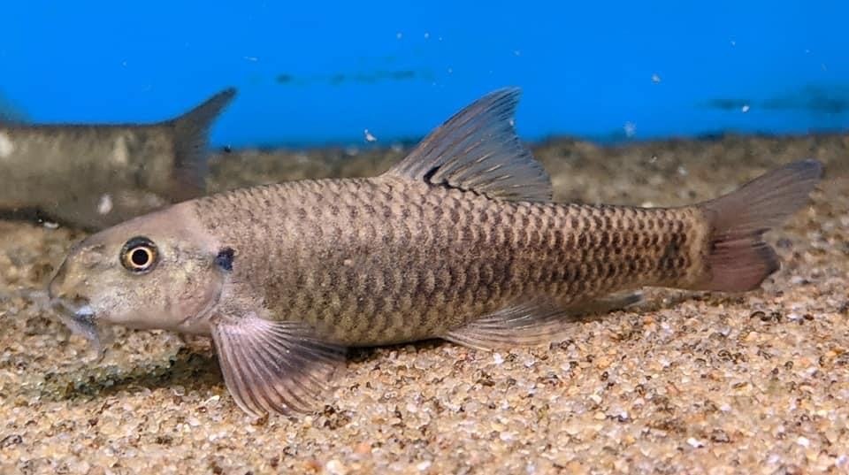 Doctor Fish-Garra rufa