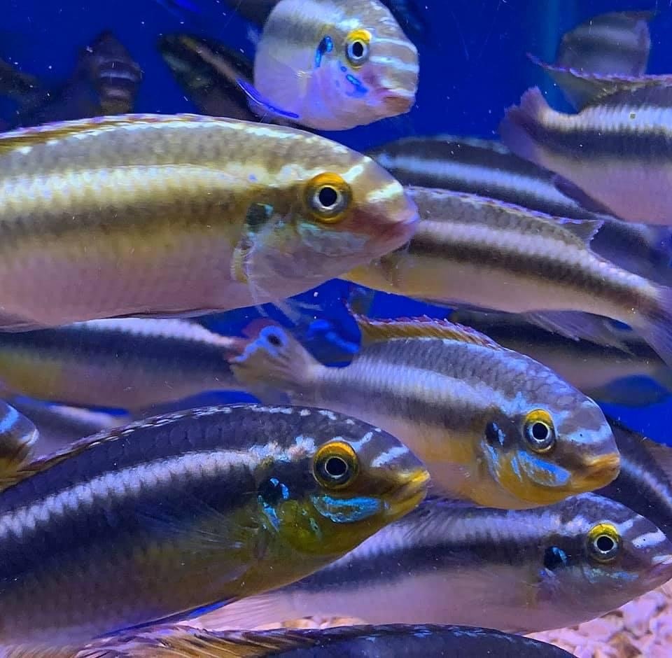 Giant krib - Pelvicachromis sacrimontis