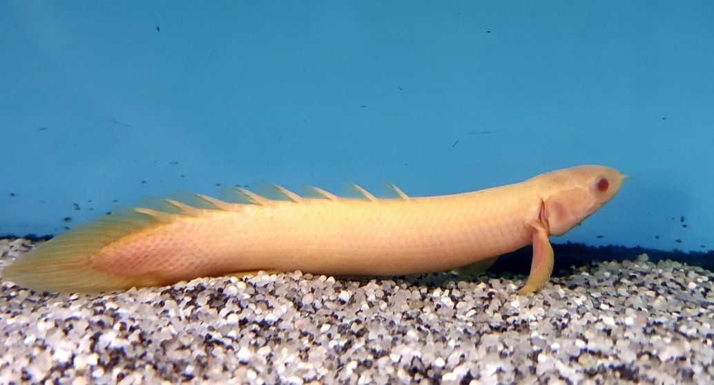 Senegal Bichir-Polypterus senegalus