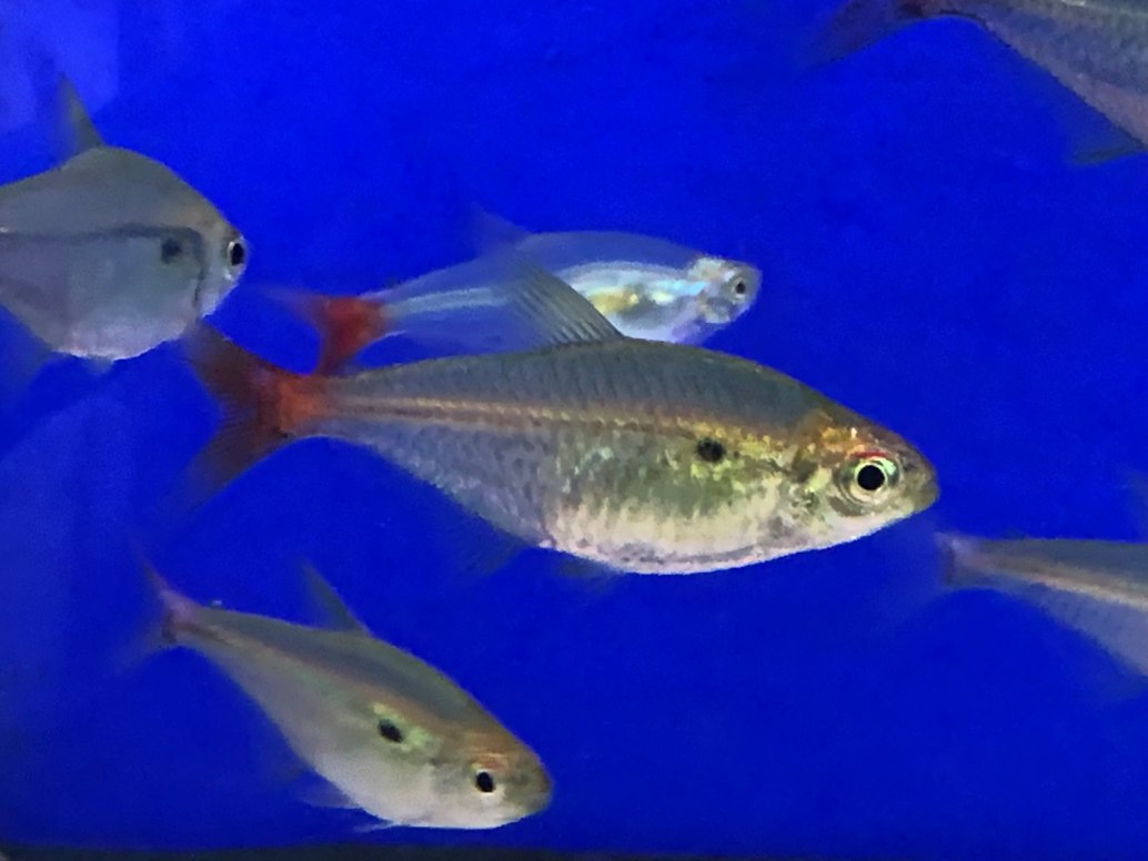 Red Base Tetra - Hemigrammus stictus