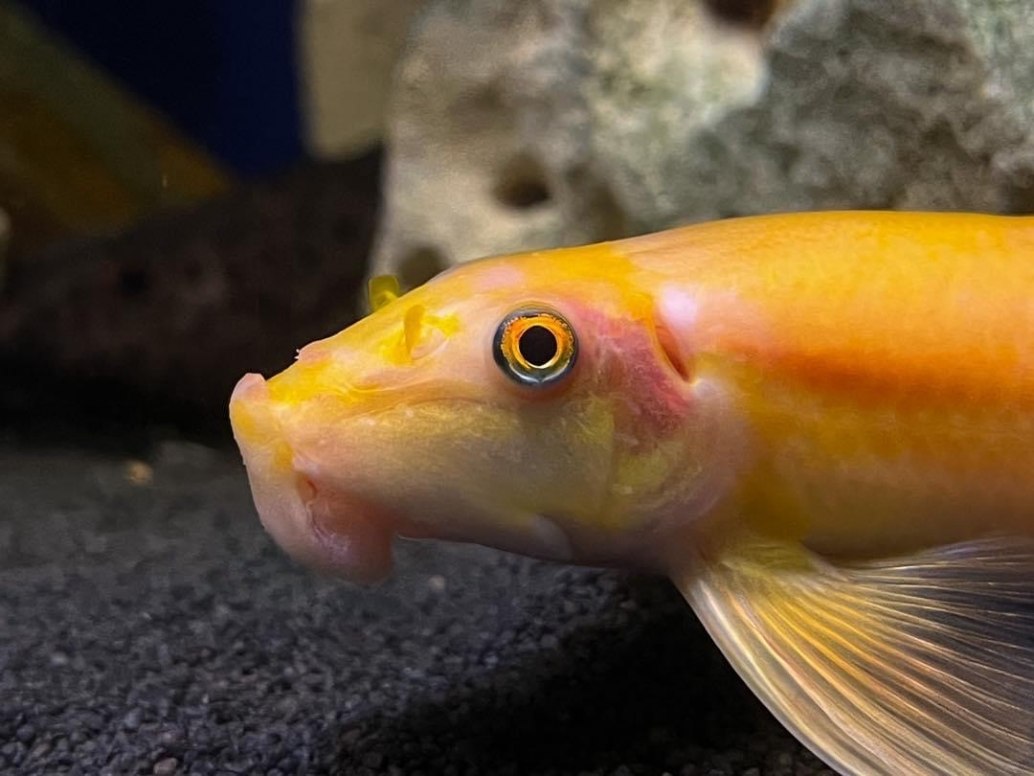 Sucking Loach-Gyrinocheilus aymonieri