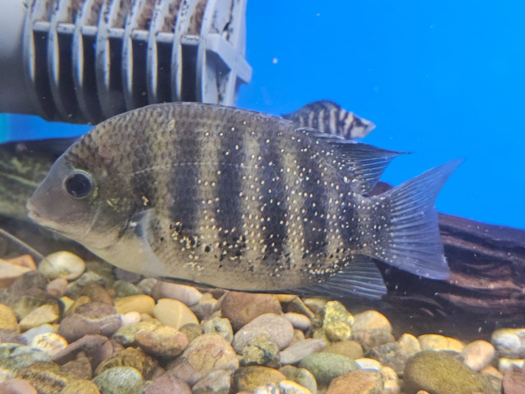 Banded Green Chromide-Etroplus suratensis