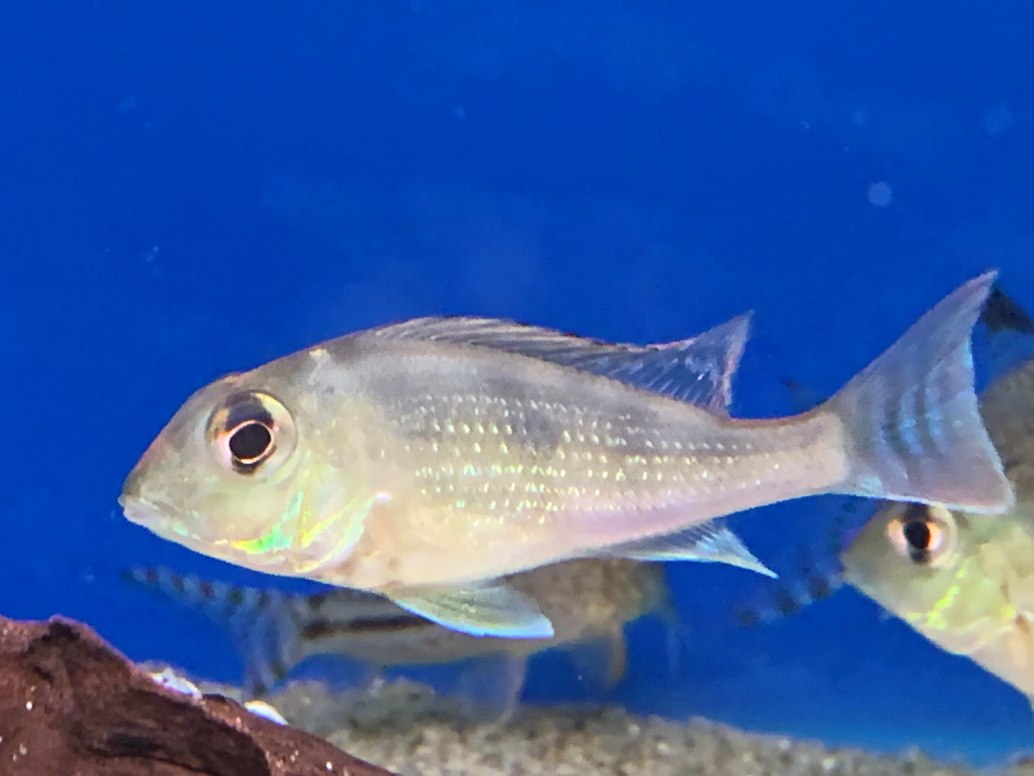 Sven's eartheater (Geophagus sveni)