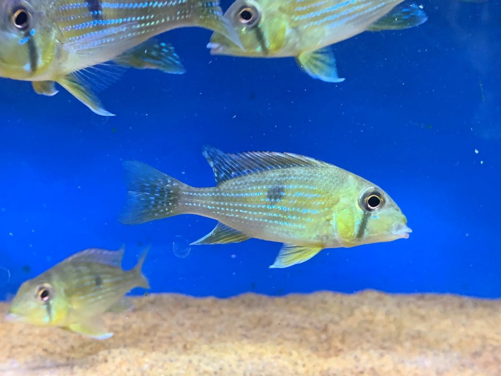 Yellow Striped Orinoco Eartheater - Geophagus taeniopareius