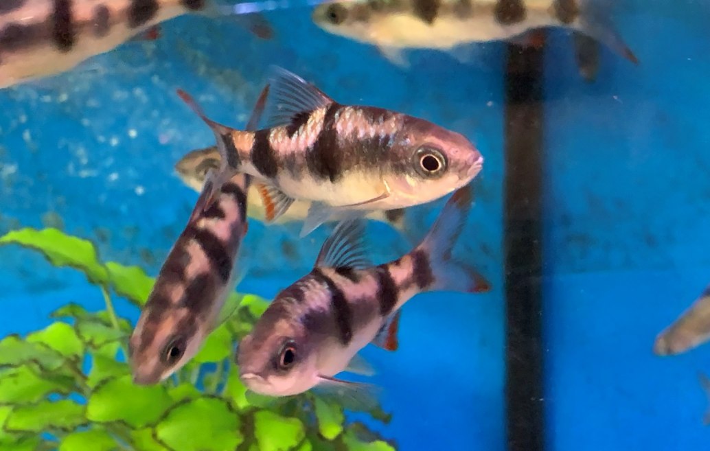 Arulius Barb-Dawkinsia tambraparniei