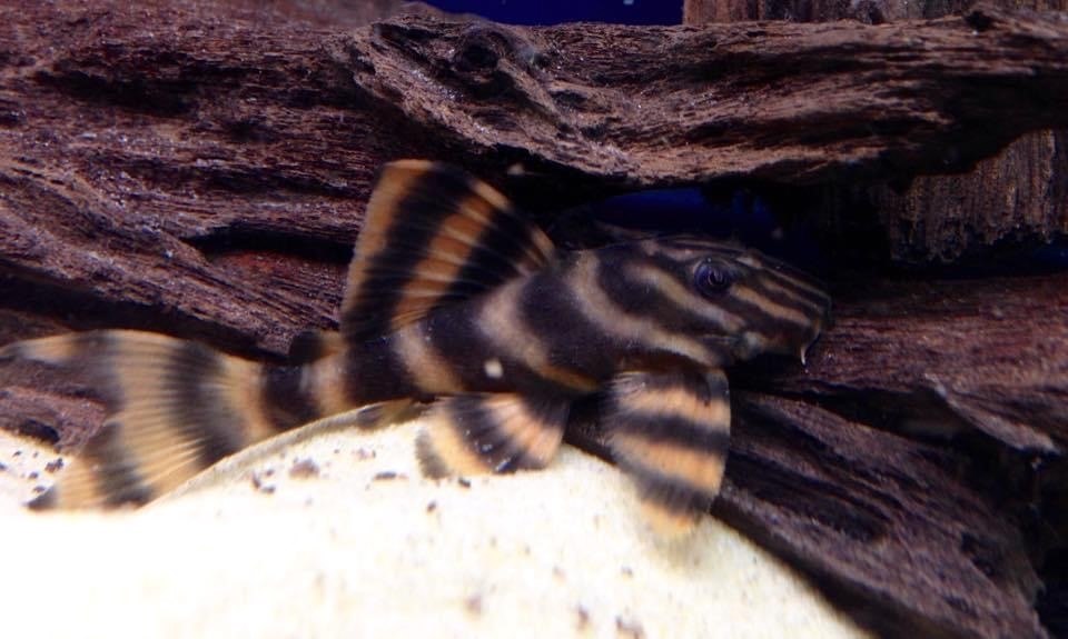 Tankei Tiger Plec L398 - Panaqolus tankei