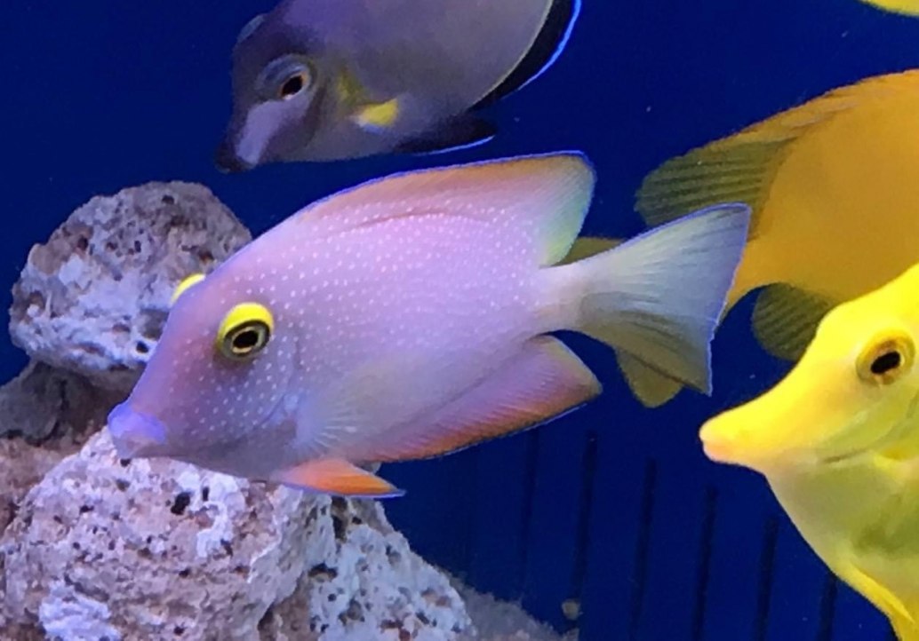 Indian Ocean Yellow Eyed Tang-Ctenochaetus truncatus