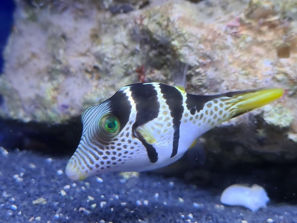 Valentini Pufferfish-Canthigaster valentini